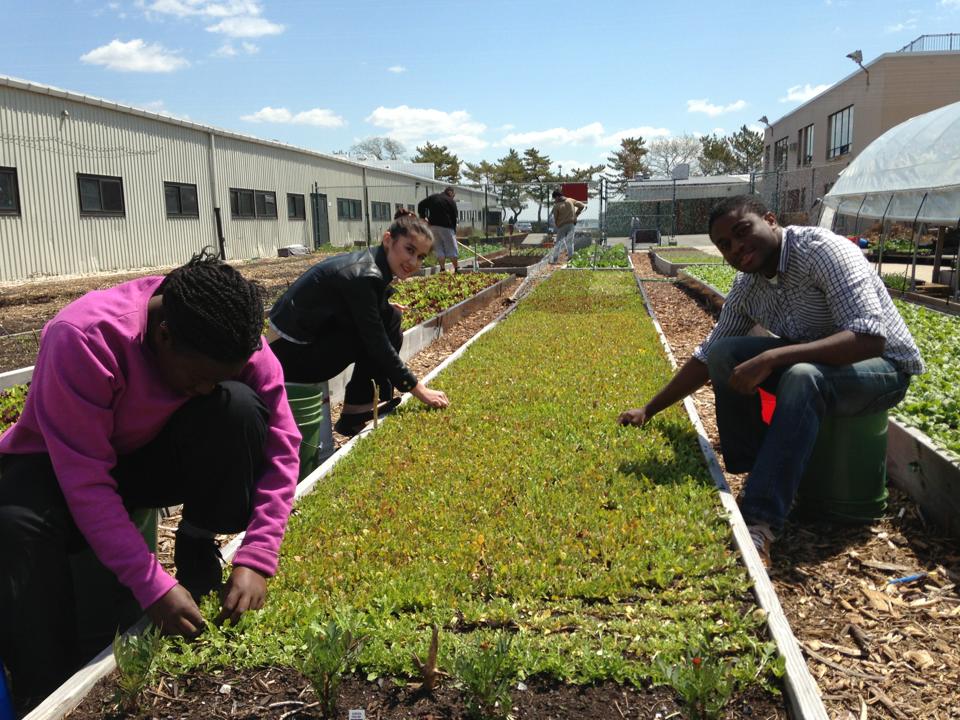 Pruning - Workforce Development and Continuing Education