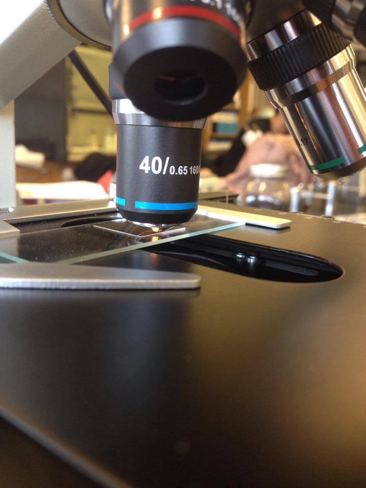 Earth and Planetary Sciences soil microbes - Workforce Development and ...